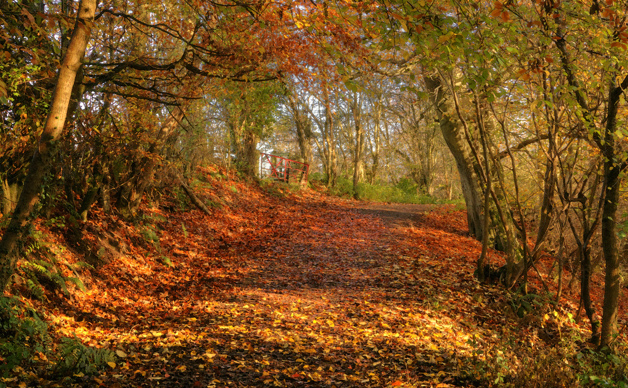 Chatelherault Country Park - Woodland Trust