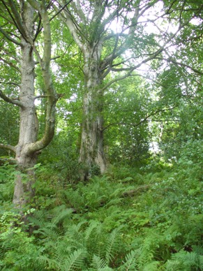 Mauldslie Wood NNR - Woodland Trust