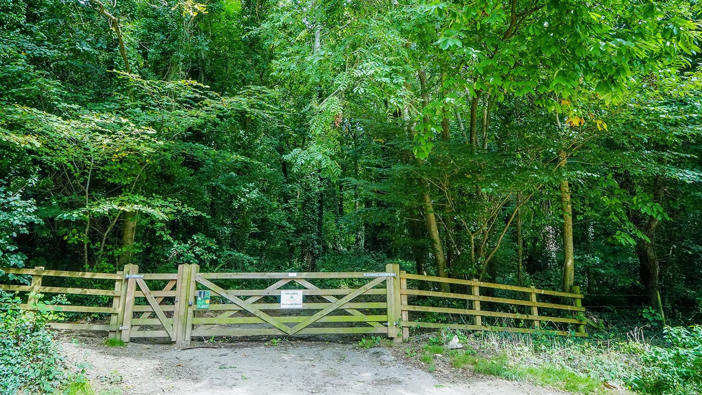 Hardwick Wood - Visiting Woods - Woodland Trust