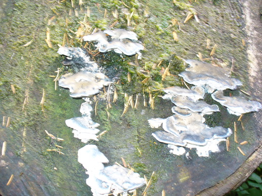 Mauldslie Wood NNR - Woodland Trust