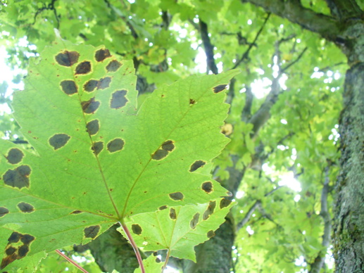 Mauldslie Wood NNR - Woodland Trust