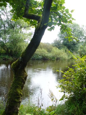Mauldslie Wood NNR - Woodland Trust