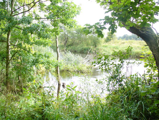 Mauldslie Wood NNR - Woodland Trust