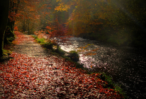 Calderglen Country Park - Woodland Trust