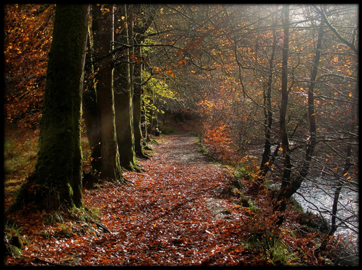 Calderglen Country Park - Woodland Trust