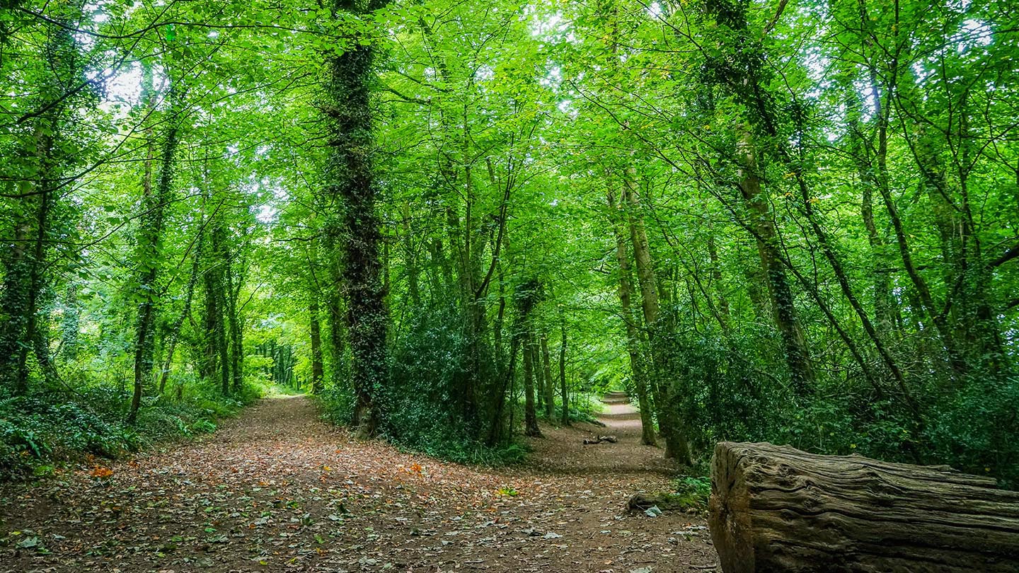 Hardwick Wood - Visiting Woods - Woodland Trust