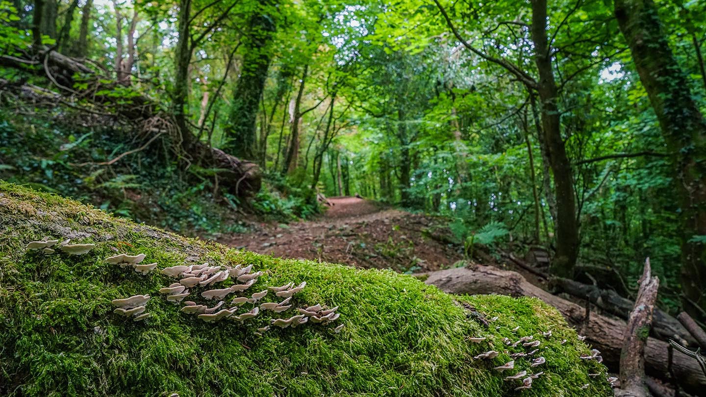 Hardwick Wood - Visiting Woods - Woodland Trust