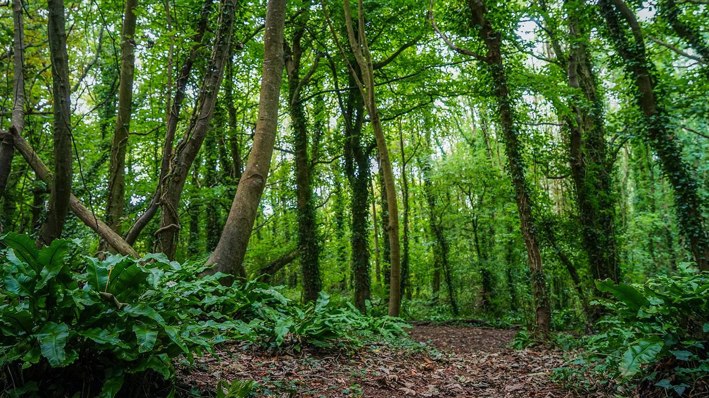 Hardwick Wood - Visiting Woods - Woodland Trust