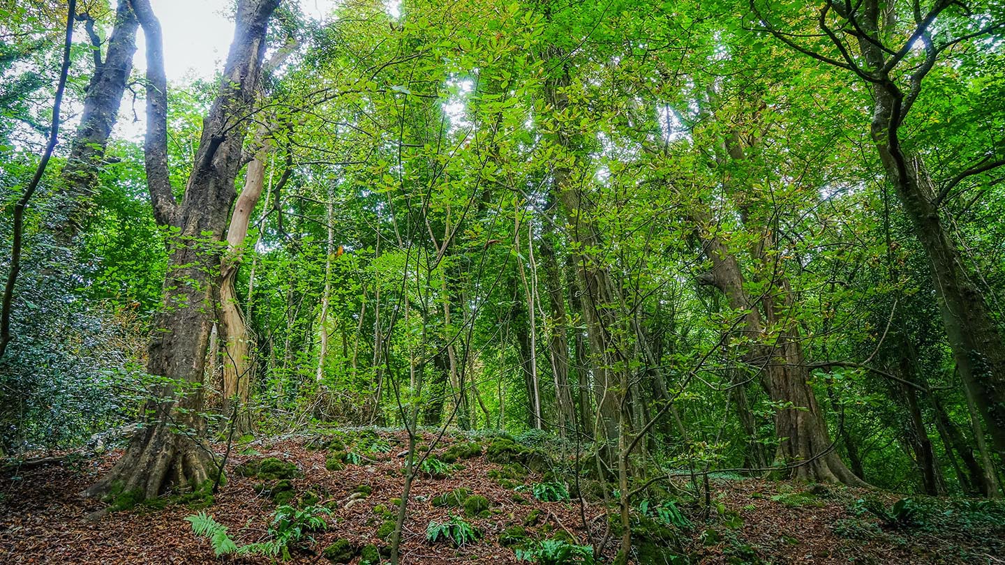 Hardwick Wood - Visiting Woods - Woodland Trust