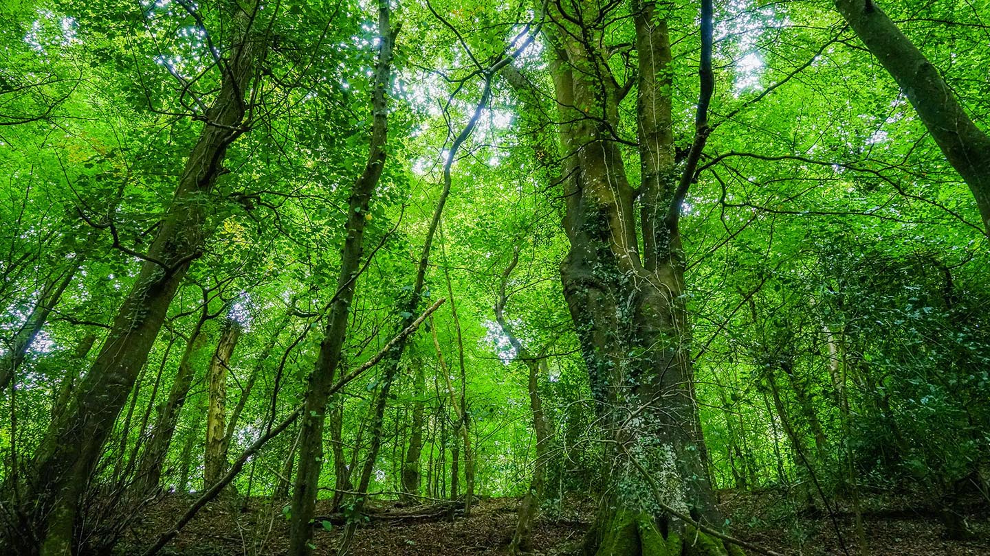 Hardwick Wood - Visiting Woods - Woodland Trust