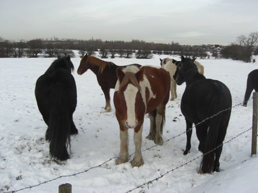 Reddish Vale Country Park - Woodland Trust
