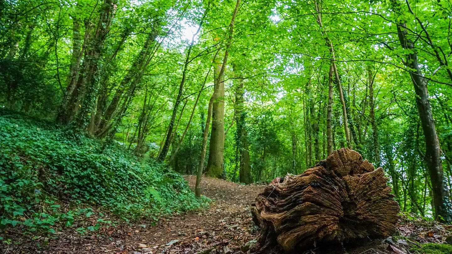 Hardwick Wood - Visiting Woods - Woodland Trust
