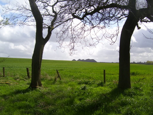 Easter Breich - Woodland Trust