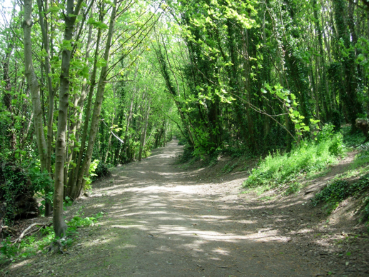 Coney Wood - Woodland Trust