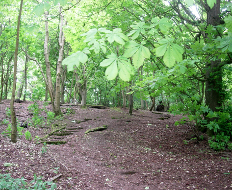 Coney Wood - Woodland Trust