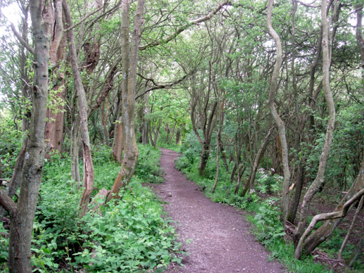 Coney Wood - Woodland Trust