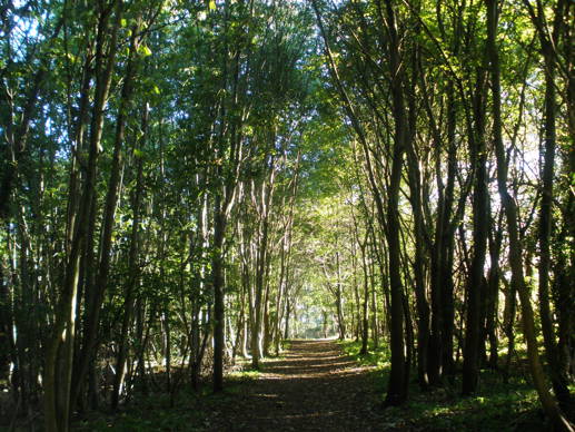 Three Cornered Copse - Woodland Trust