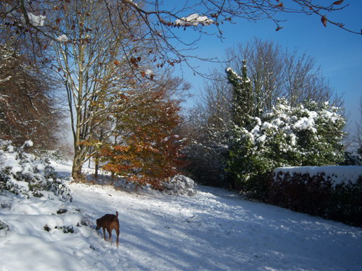 Three Cornered Copse - Woodland Trust