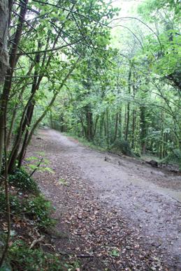 Withdean Park Wood - Woodland Trust