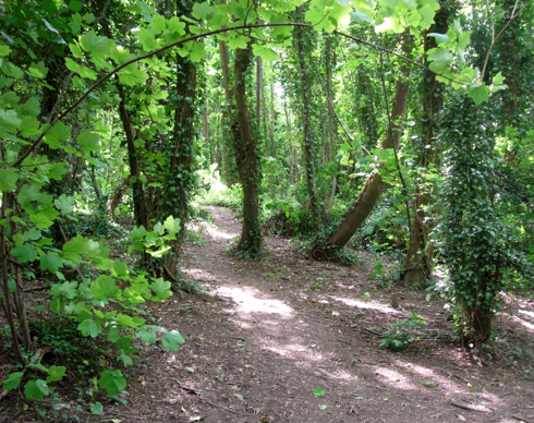Withdean Park Wood - Woodland Trust