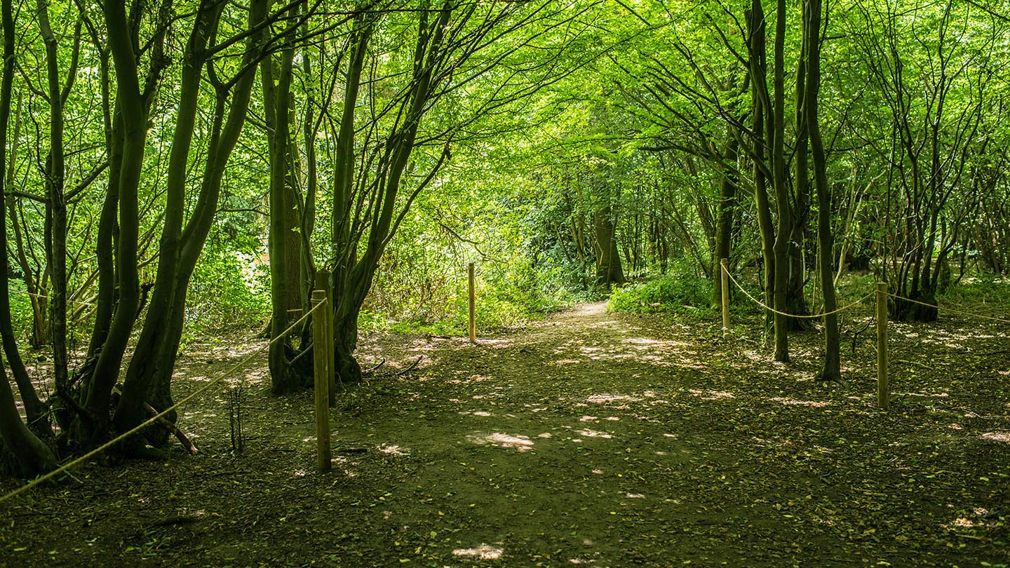 Heartwood Forest - Visiting Woods - Woodland Trust