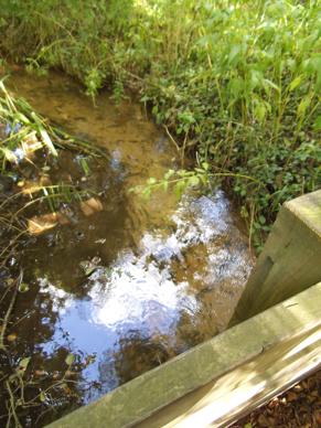 Newbourne Springs - Woodland Trust