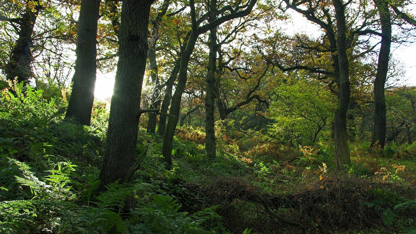 Hedley Hall - Visiting Woods - Woodland Trust