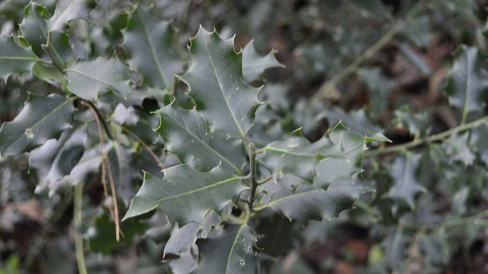 Ham Woods - Woodland Trust