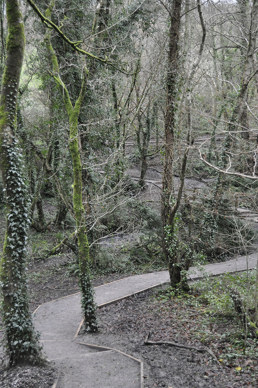 Ham Woods - Woodland Trust