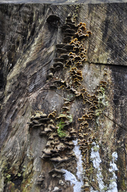 Ham Woods - Woodland Trust