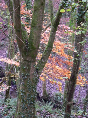 Ham Woods - Woodland Trust