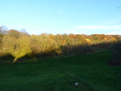 Stonebank Road Open Space - Woodland Trust