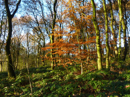 Stonebank Road Open Space - Woodland Trust