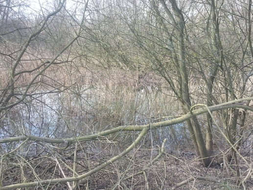 Billingham Beck Country Park - Woodland Trust