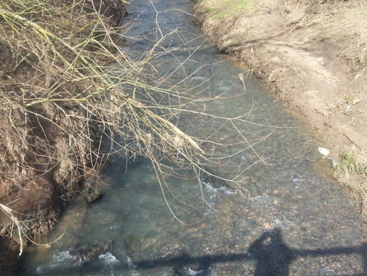 Billingham Beck Country Park - Woodland Trust