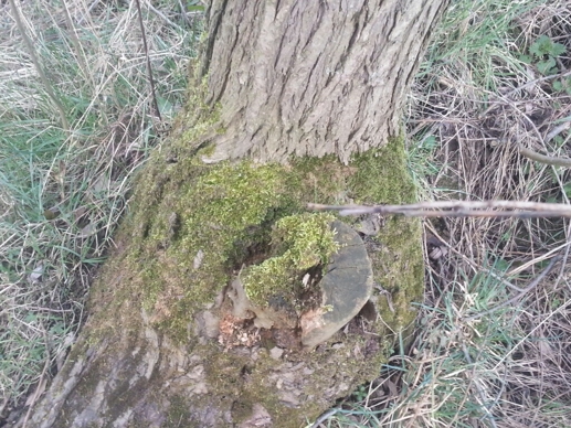 Billingham Beck Country Park - Woodland Trust