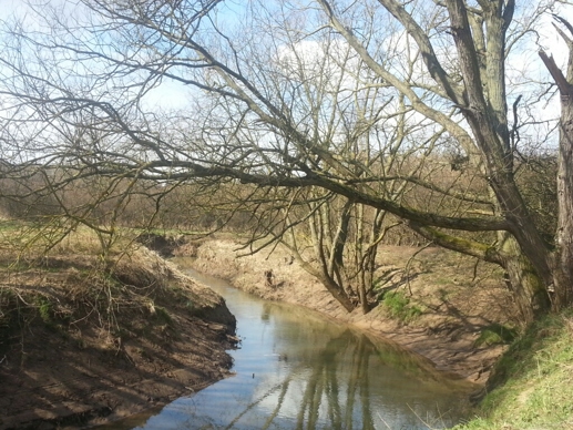 Billingham Beck Country Park - Woodland Trust