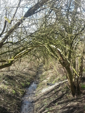 Billingham Beck Country Park - Woodland Trust