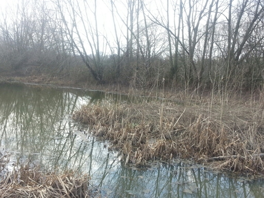 Billingham Beck Country Park - Woodland Trust