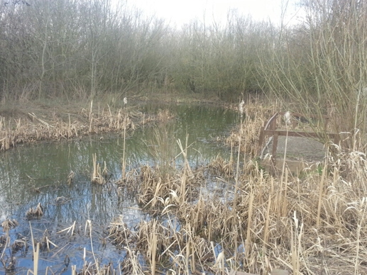 Billingham Beck Country Park - Woodland Trust