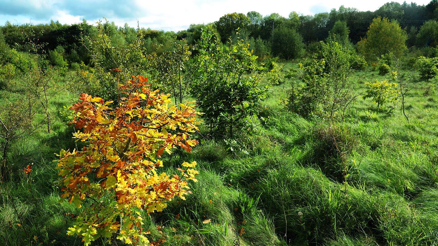 Home Farm - Visiting Woods - Woodland Trust