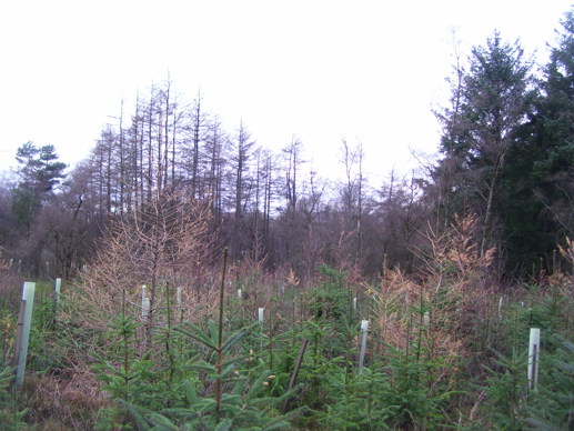 Glencryan Woodland - Woodland Trust