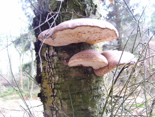 Glencryan Woodland - Woodland Trust