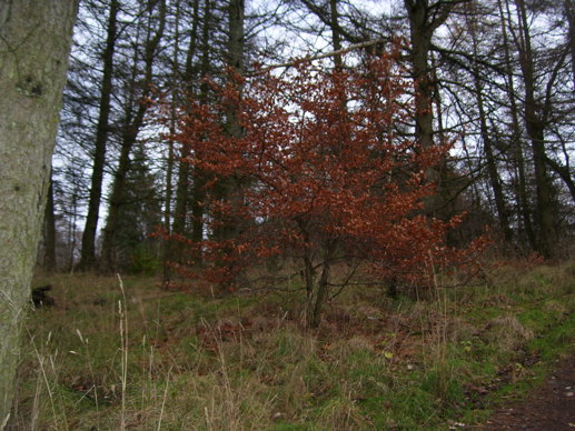 Glencryan Woodland - Woodland Trust