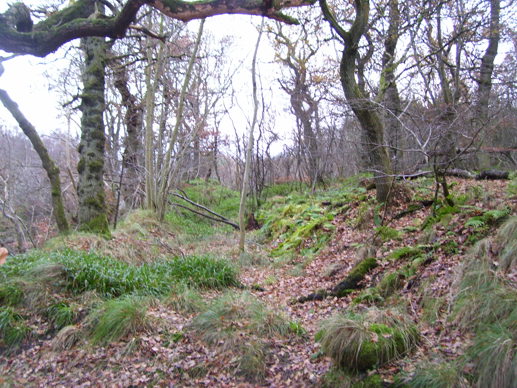 Glencryan Woodland - Woodland Trust