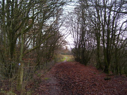 Glencryan Woodland - Woodland Trust