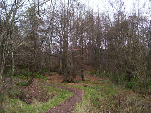 Glencryan Woodland - Woodland Trust