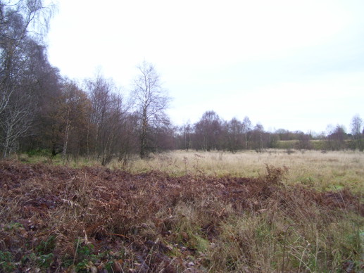 Glencryan Woodland - Woodland Trust