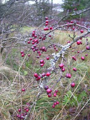 Glencryan Woodland - Woodland Trust
