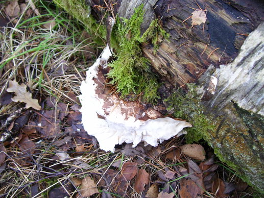 Glencryan Woodland - Woodland Trust